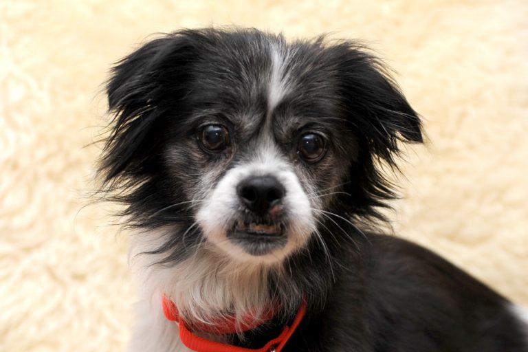 Sammy_A – MINPINERIE